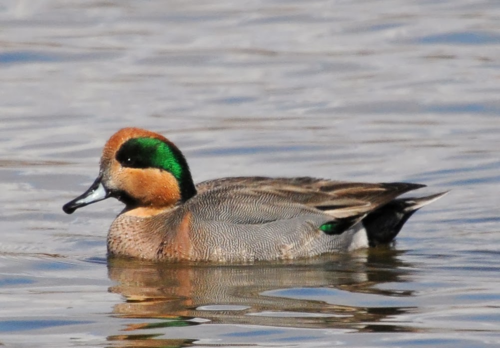 Bird Hybrids: American Wigeon x Green-winged Teal