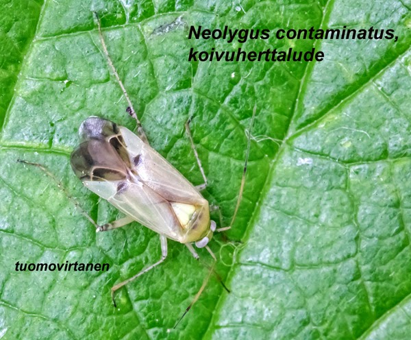 tuomovirtanen: Suomen luteet-Heteroptera-Bugs of Finland