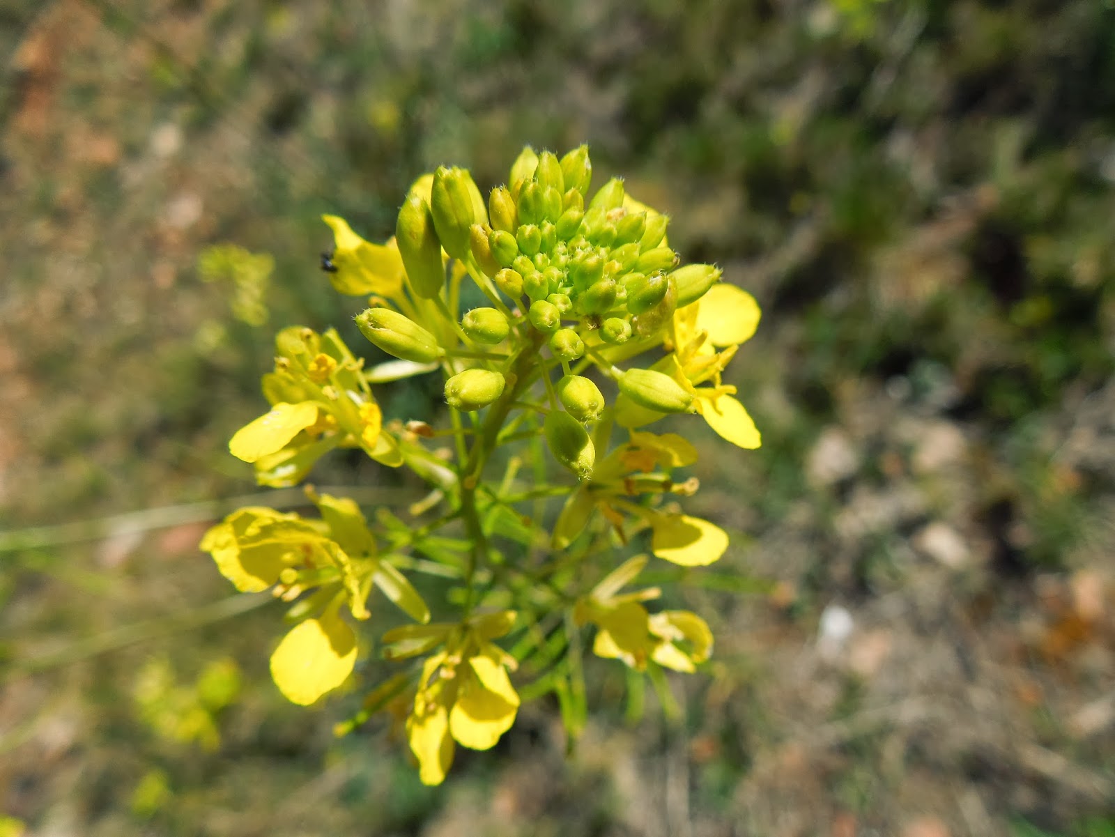 MOSTAZA NEGRA - BOTÀNIC SERRAT