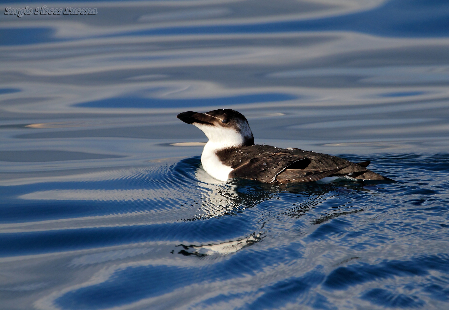Viajes, Salidas, Naturaleza, (Fotografía).: Alca Común (Alca torda).