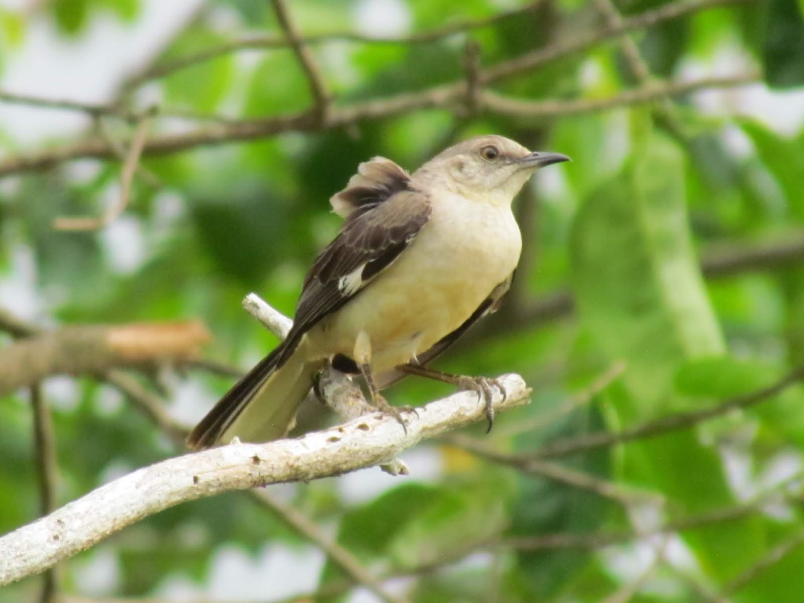 Foto Blog Puerto Rico: Fotos de Aves en Puerto Rico