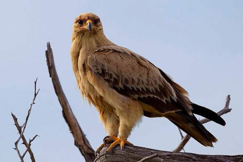 Indian Eagle Bird