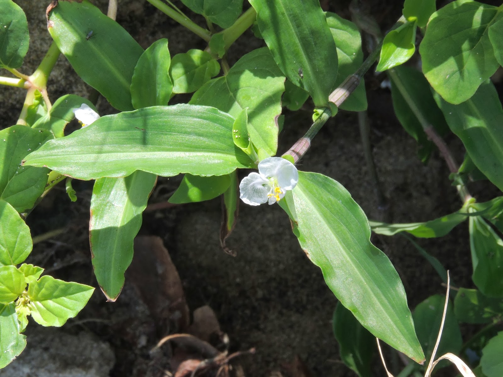 INVENTARIO DE ESPECIES EN EL SECTOR EL PASTILLO ISABELA, PUERTO RICO ...