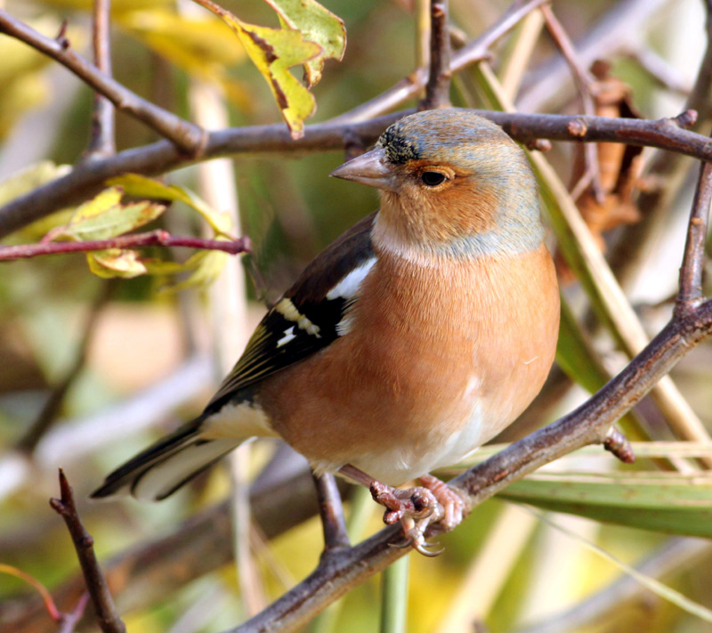 Another Bird Blog: More On Chaffinches