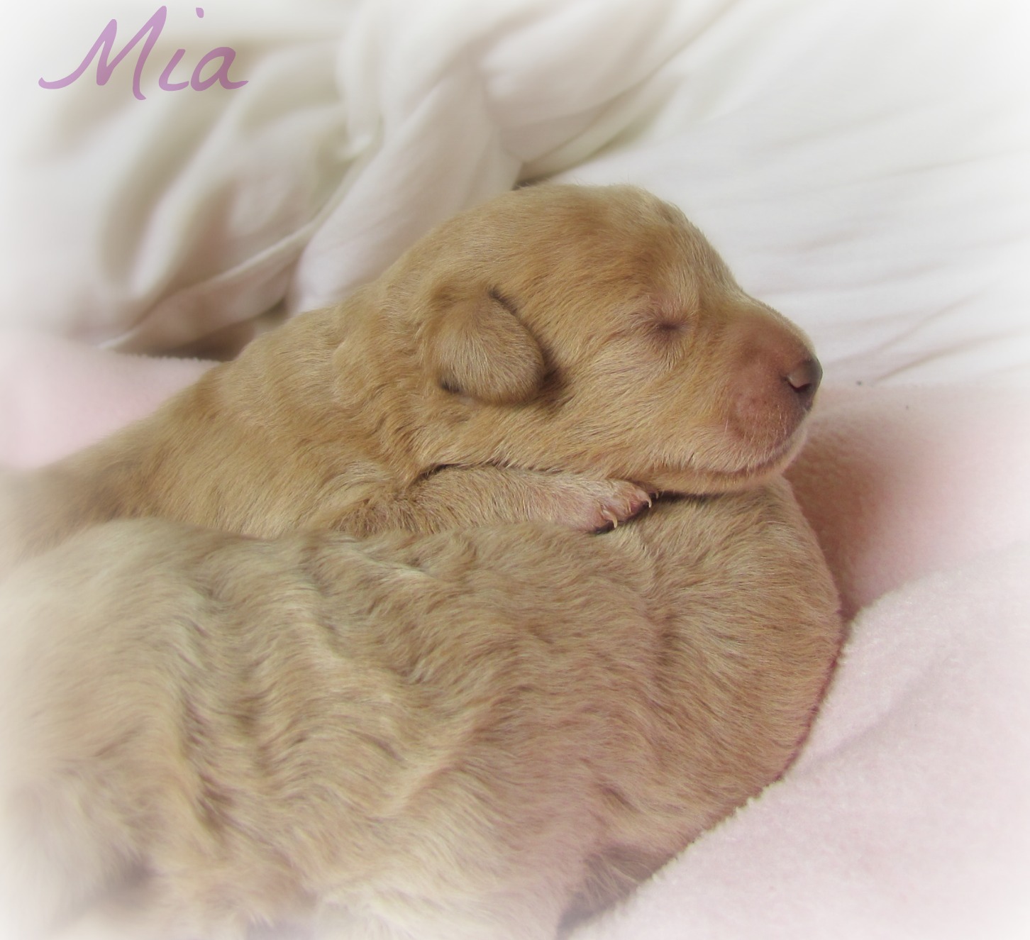 Growing Puppies - Virginia Schnoodle Breeder --Hypoallergenic Dogs ...