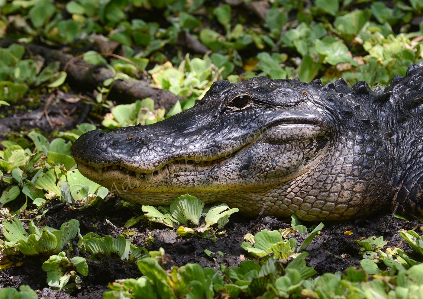 images-naturally!: Alligators & Raccoon at Corkscrew Swamp.