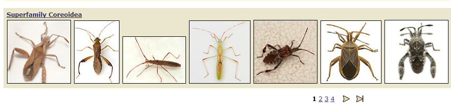 It's Not Work, It's Gardening!: How I identify bugs