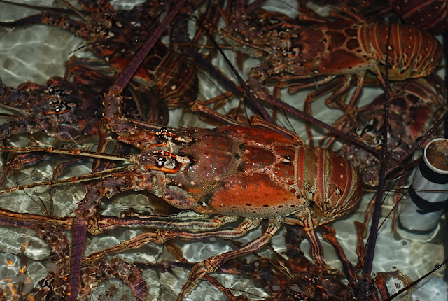 Bidibule: Langouste et Homard