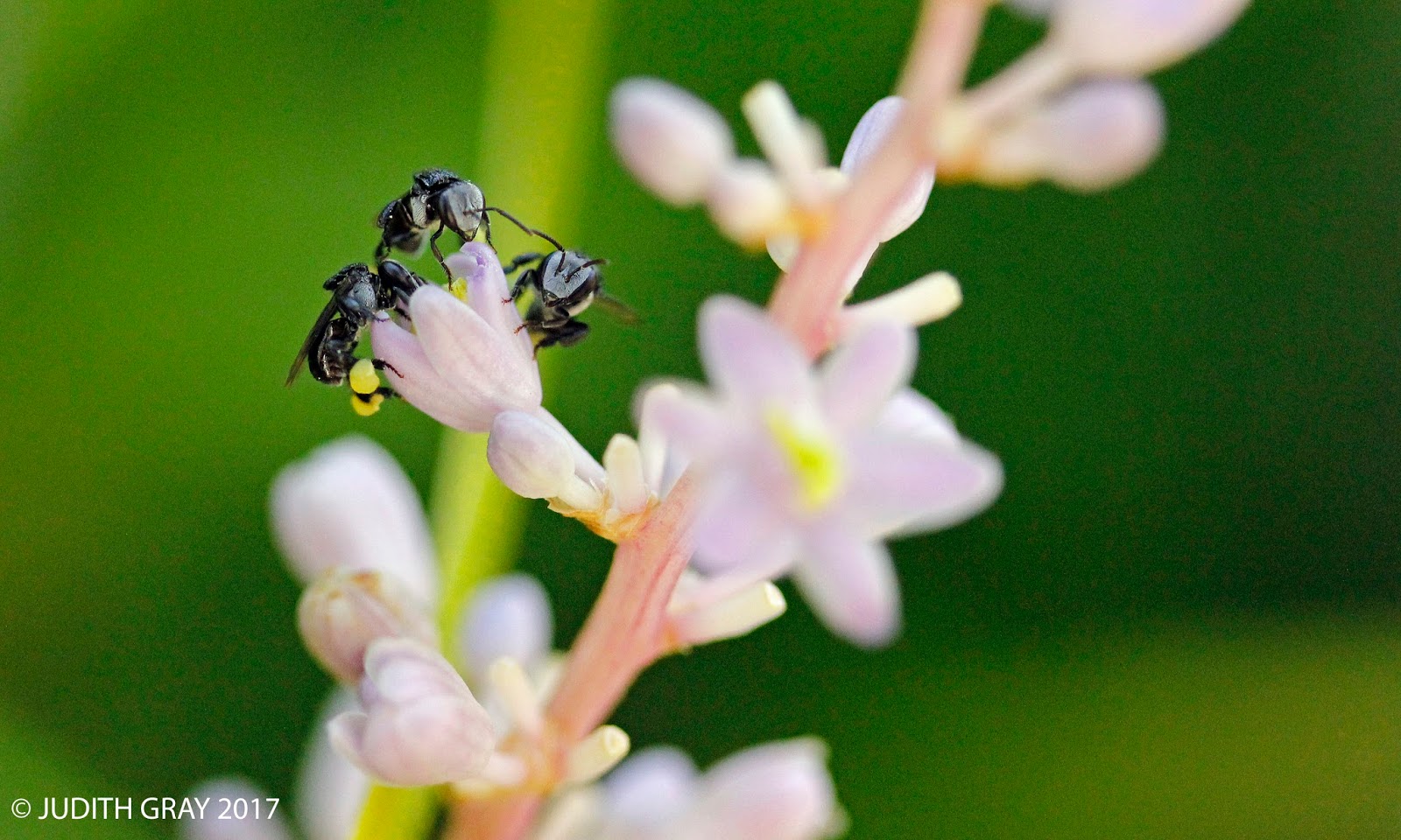 Stingless Bees Trigona carbonaria