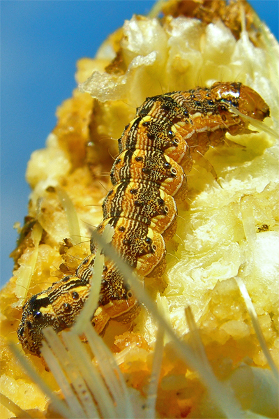 Focus on Nature: 02/01/2011 - 03/01/2011