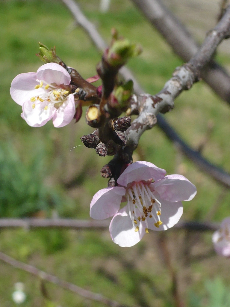 Radica Art Jewelry: Drvece koje cveta