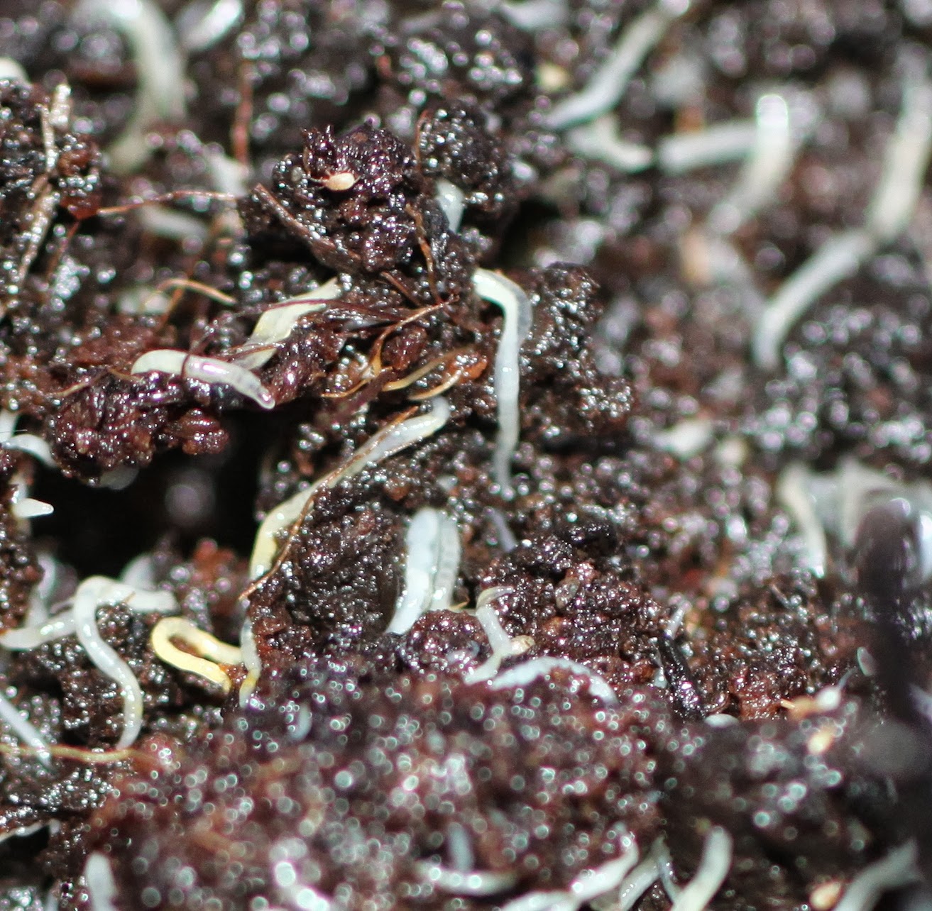 Choose The Right Aquarium Fish Food: Live infusoria, Grindal ...