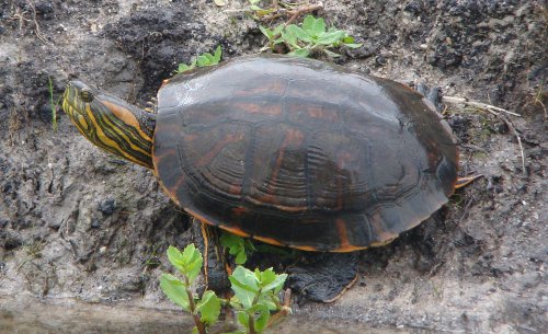 Argentina nativa: Morrocoyo (Trachemys dorbigni)