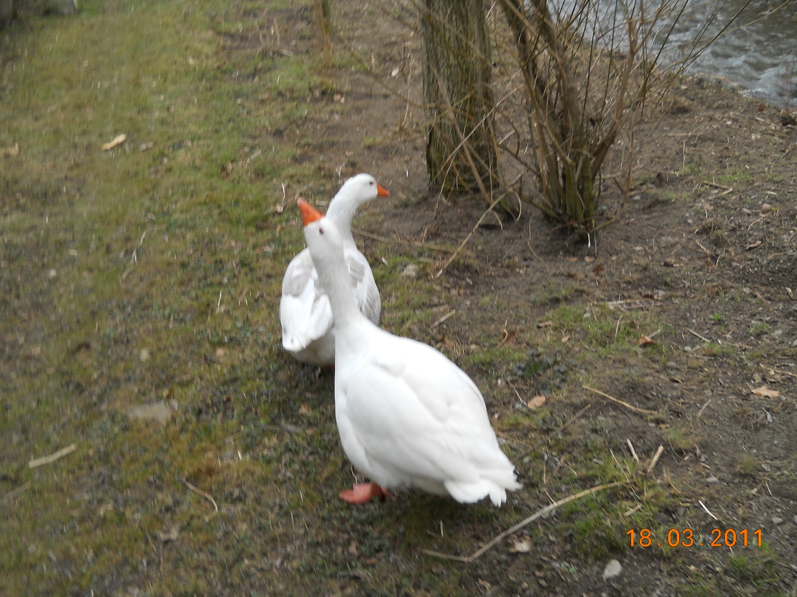 blogul lui carmen: pasari de curte