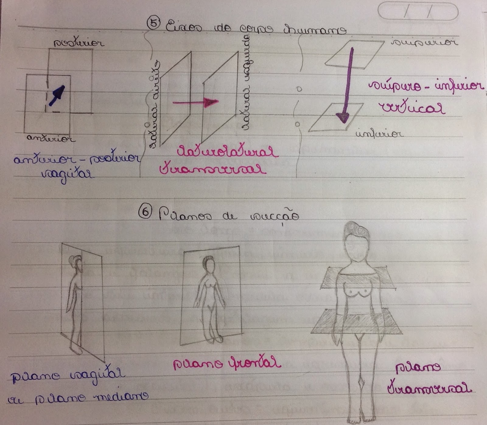 ANATOMIA É VIDA: Resumão