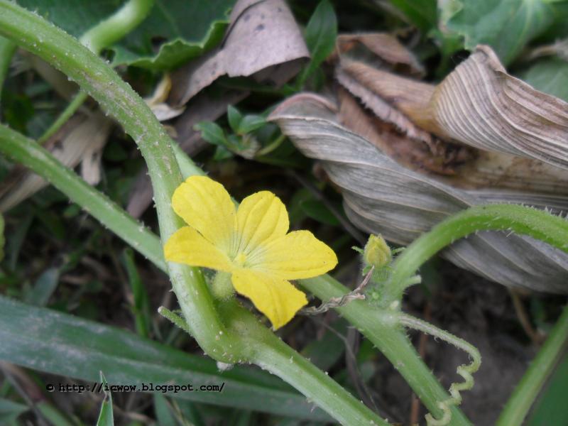 Shosha Ful(শশা ফুল) - Cucumis sativus