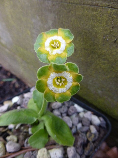 Stauder i Stovby: De første Primula aurikler i blomst