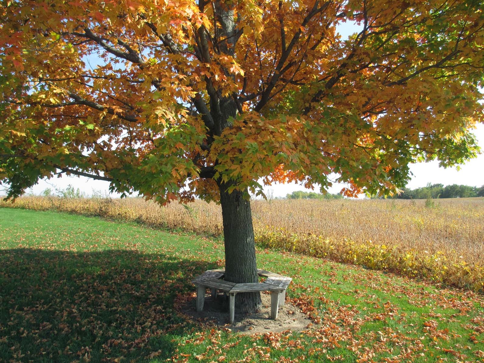 Garden Fancy: An Autumn Scene