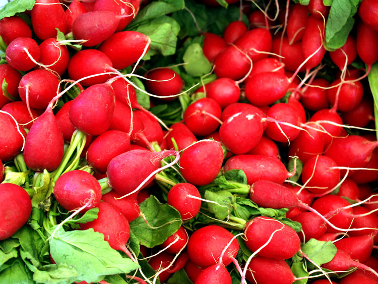 CONSULTORIA EM AGRONEGOCIOS: Cultivo do rabanete