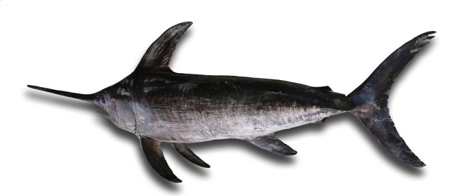 Especies marinas de interes bromatologico: Xiphias gladius - Pez espada