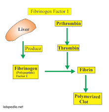 Hematology