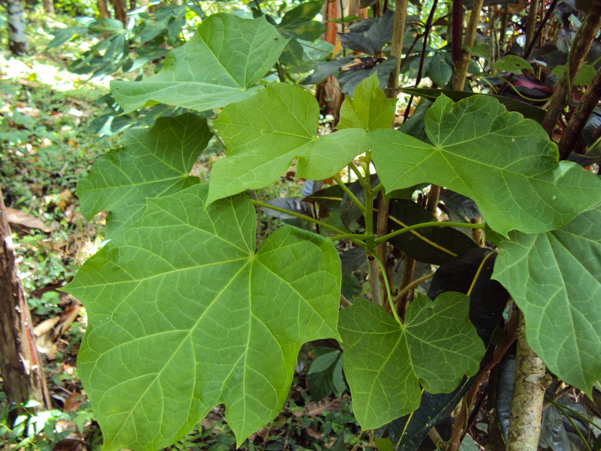 Tanaman Jarak - WayanBio