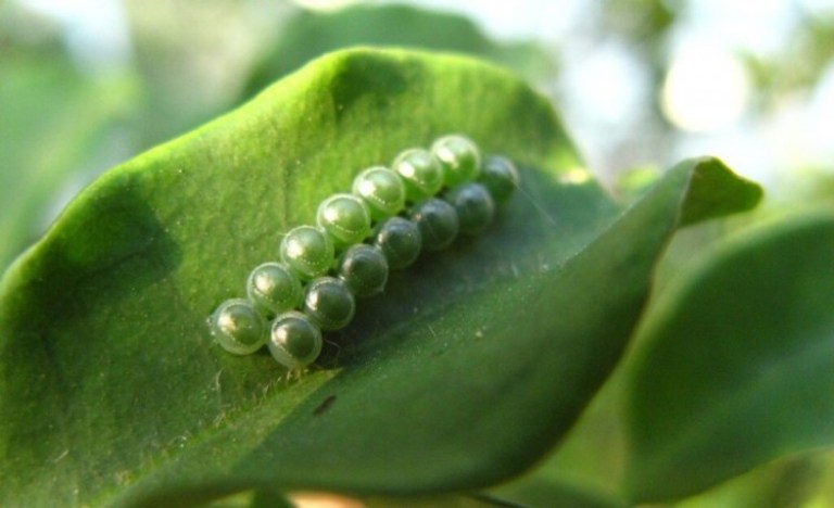 Pengertian dan Tahapan Metamorfosis - PEMBELAJARAN KELAS 4 SD