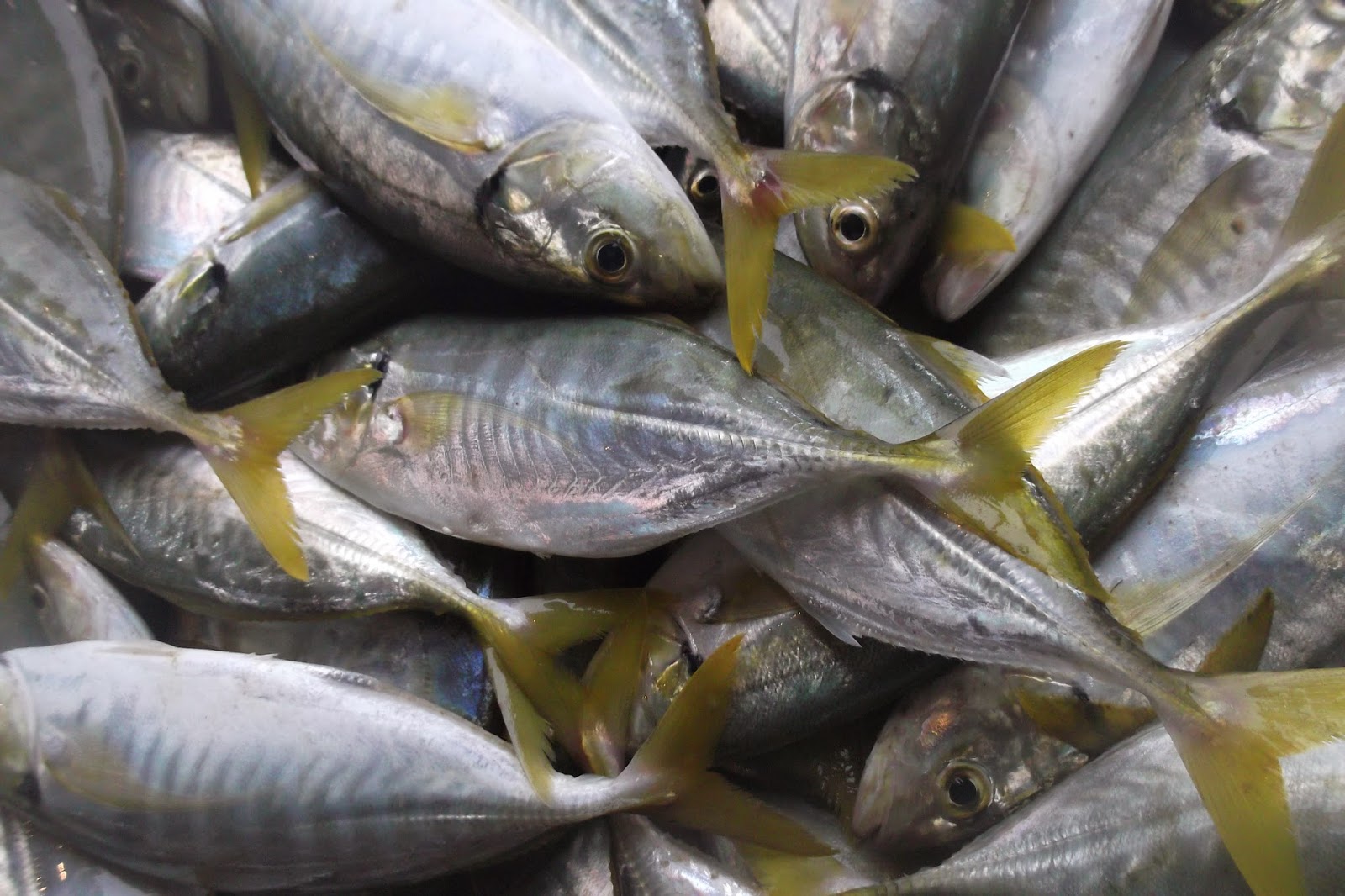 NEGOMBO SEAFOODS: GINNATI PARAWA