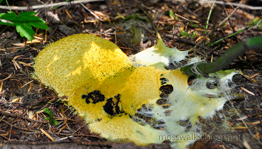 Walks with Moss: Mount Rose Loop in the Heat