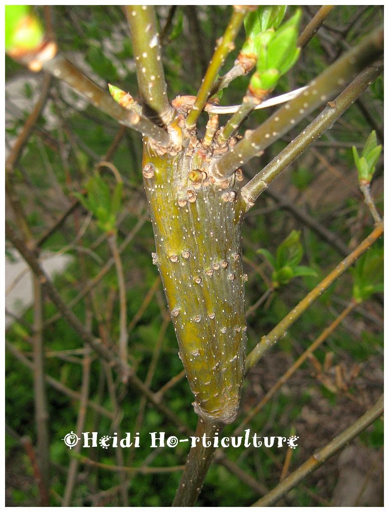 Heidi Horticulture: Fascinated Over Fasciation