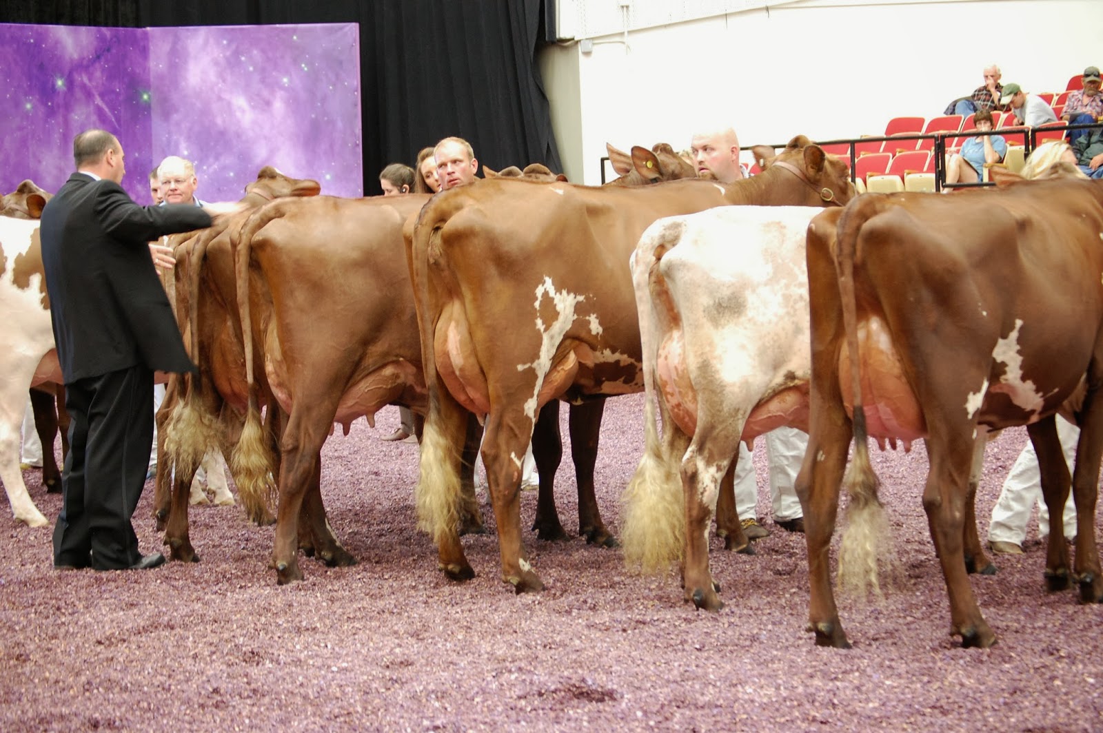 NEWS: International Milking Shorthorn Show - Cows