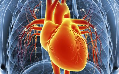 Understanding Cardiomegaly | Health articles for healthy living