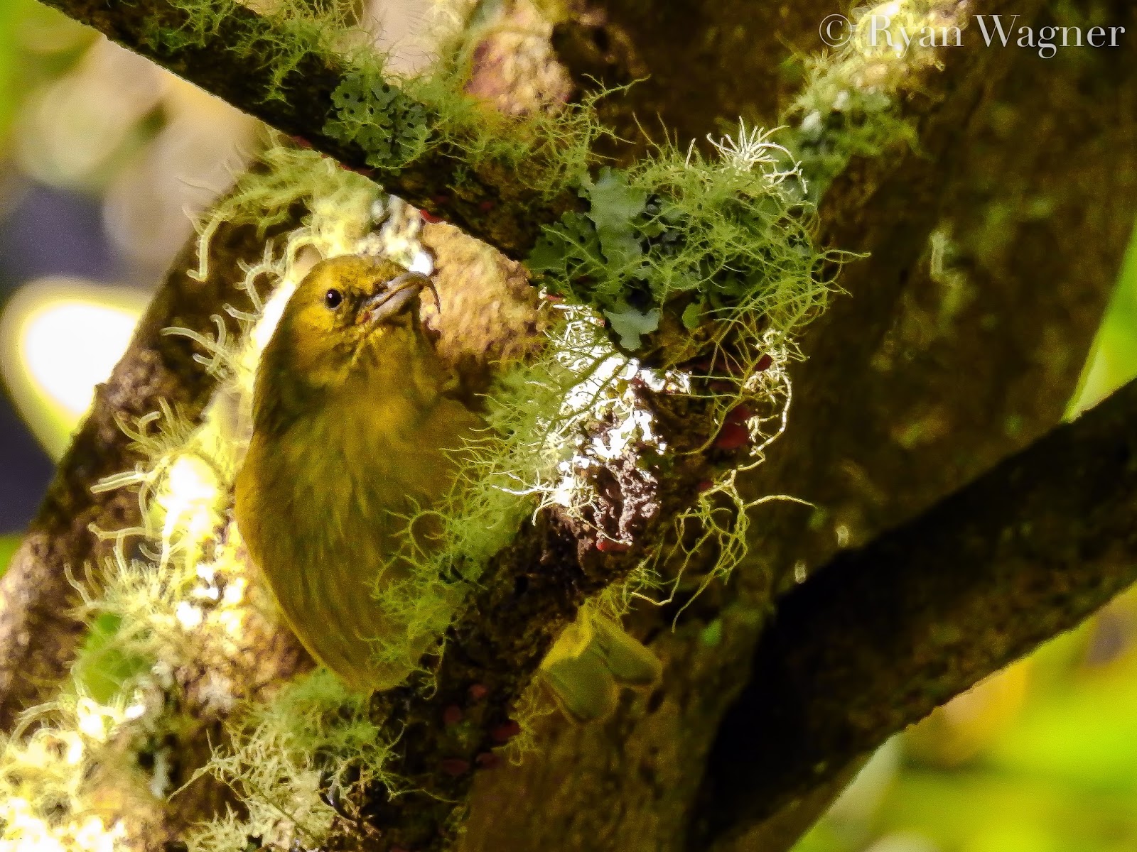 Field Life: Hakalau: Land of Many Perches
