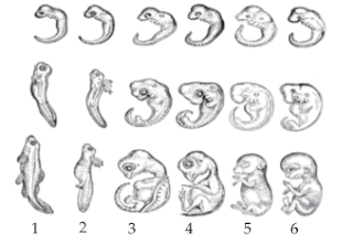 Petunjuk atau bukti adanya Evolusi | Ilmu Sains