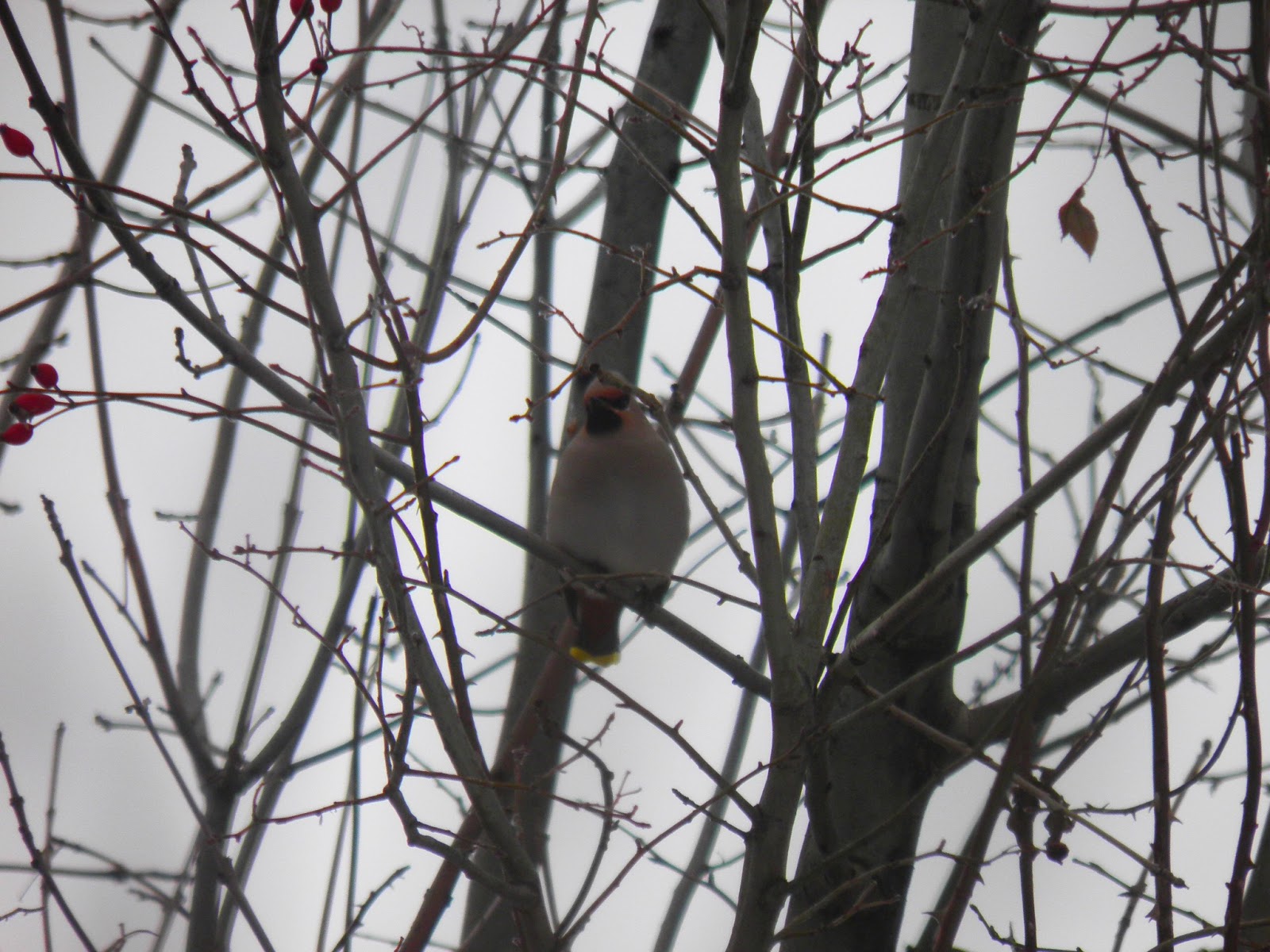 PASARI DIN ROMANIA: MATASAR (1), Bombycilla garrulus