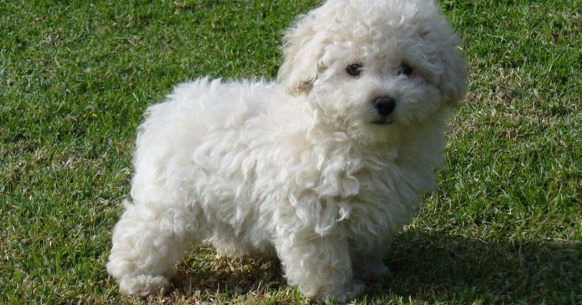 Poodles: La raza poodle