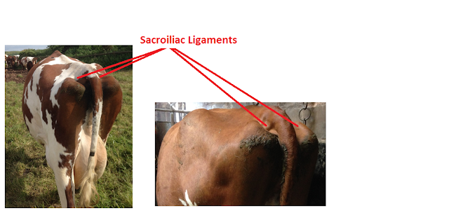 The Processes of Normal Calving - Vet in Training