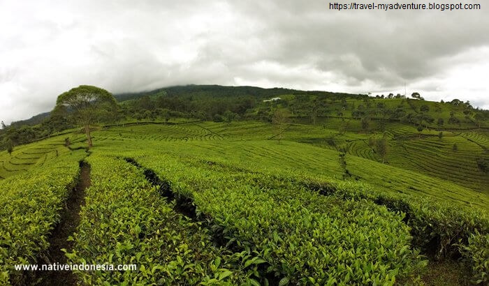 WISATA KEINDAHAN ALAM KEBUN TEH SUKAWANA DIBANDUNG - TRAVEL MY ADVENTURE