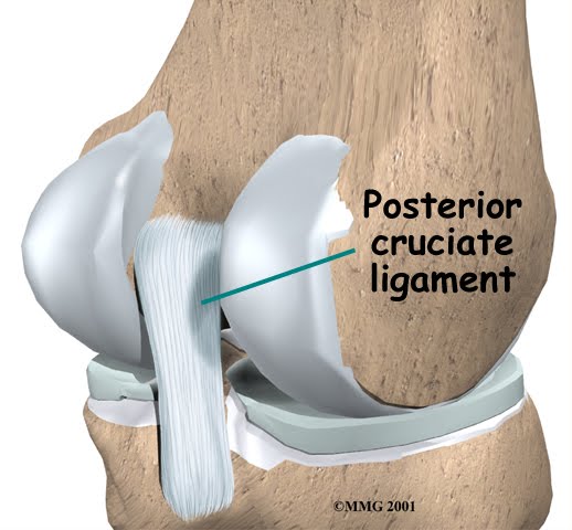 French Vocabulary Illustrated: jarret