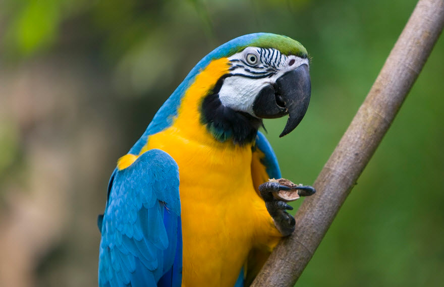 Macaw | The Biggest Animals Kingdom