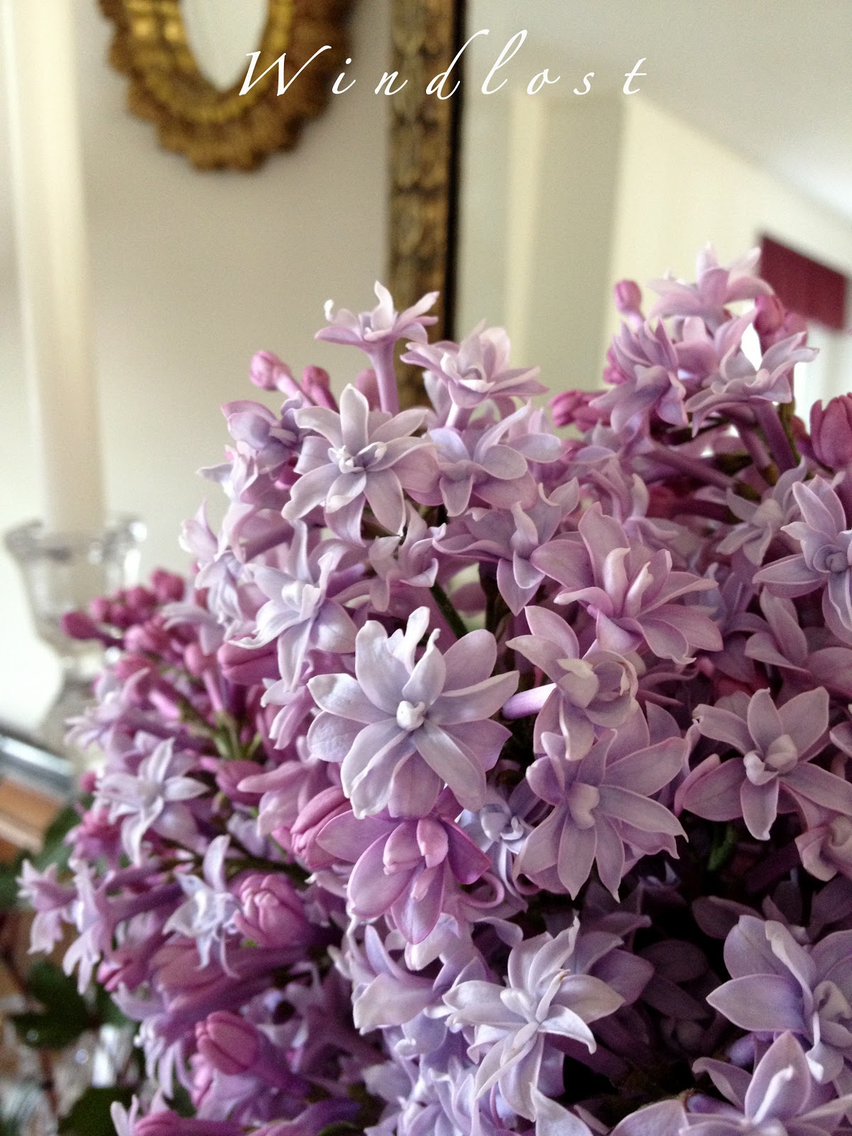 ~ Wind Lost ~: Lilacs, Etc.