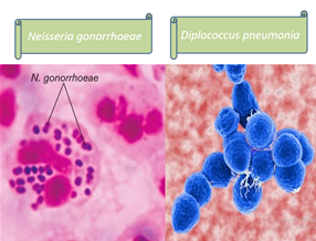 Bakteri: Koloni Bakteri