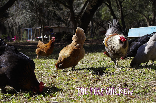 The Foxy Chicken: BarnYard Mix Rainbow Flock Hatching eggs for Sale