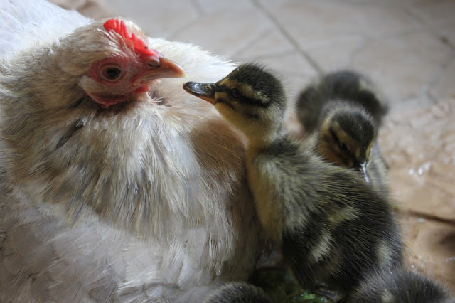 Cochin Craze 4 - Bantams as Mothers for Quail & Ducks, plus Family ...