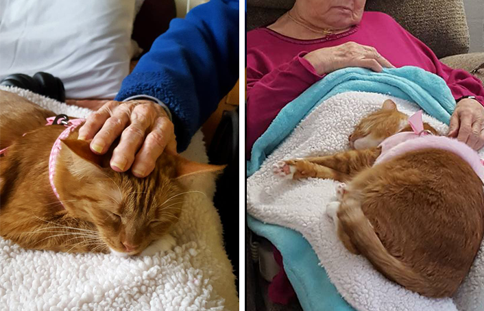 GLOGIRLY: 3 Helping Hero Therapy Cats Making a Difference