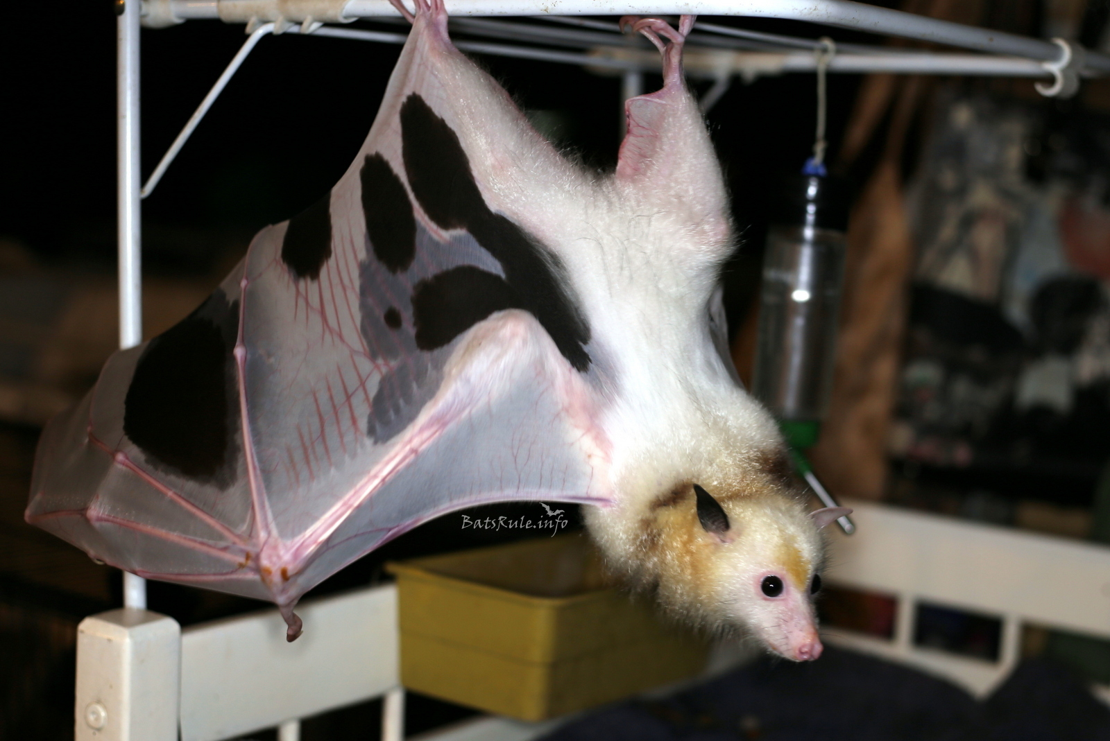 Rehab 2017 | Tal'ngai Dha'run Megabat Leucistic Grey-headed