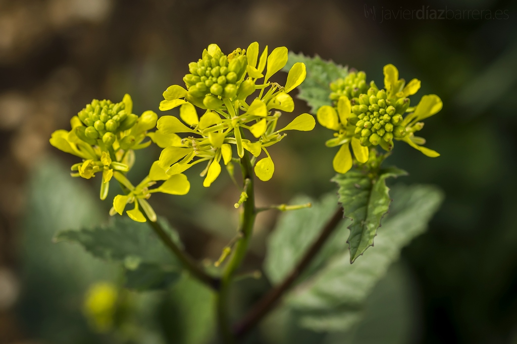 Bichos y plantas de León: Mostacilla