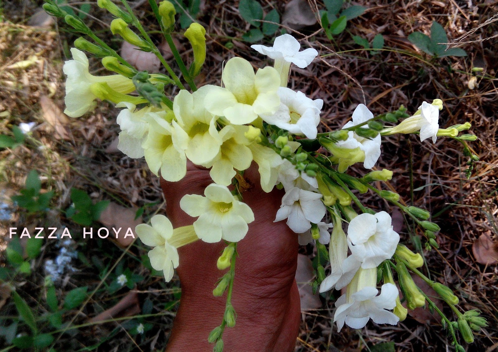 Fazza Hoya - Hoya Indonesia: ASYSTASIA GANGETICA / Rumput Israel ...