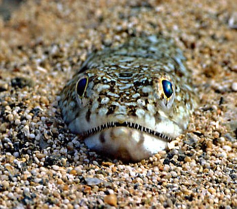 Los entrenos de Cacho: Picadura de faneca