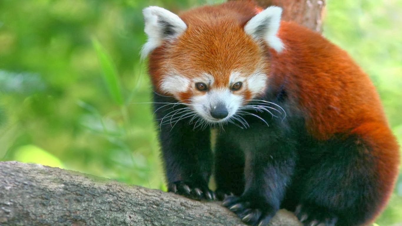 Red panda - Pets